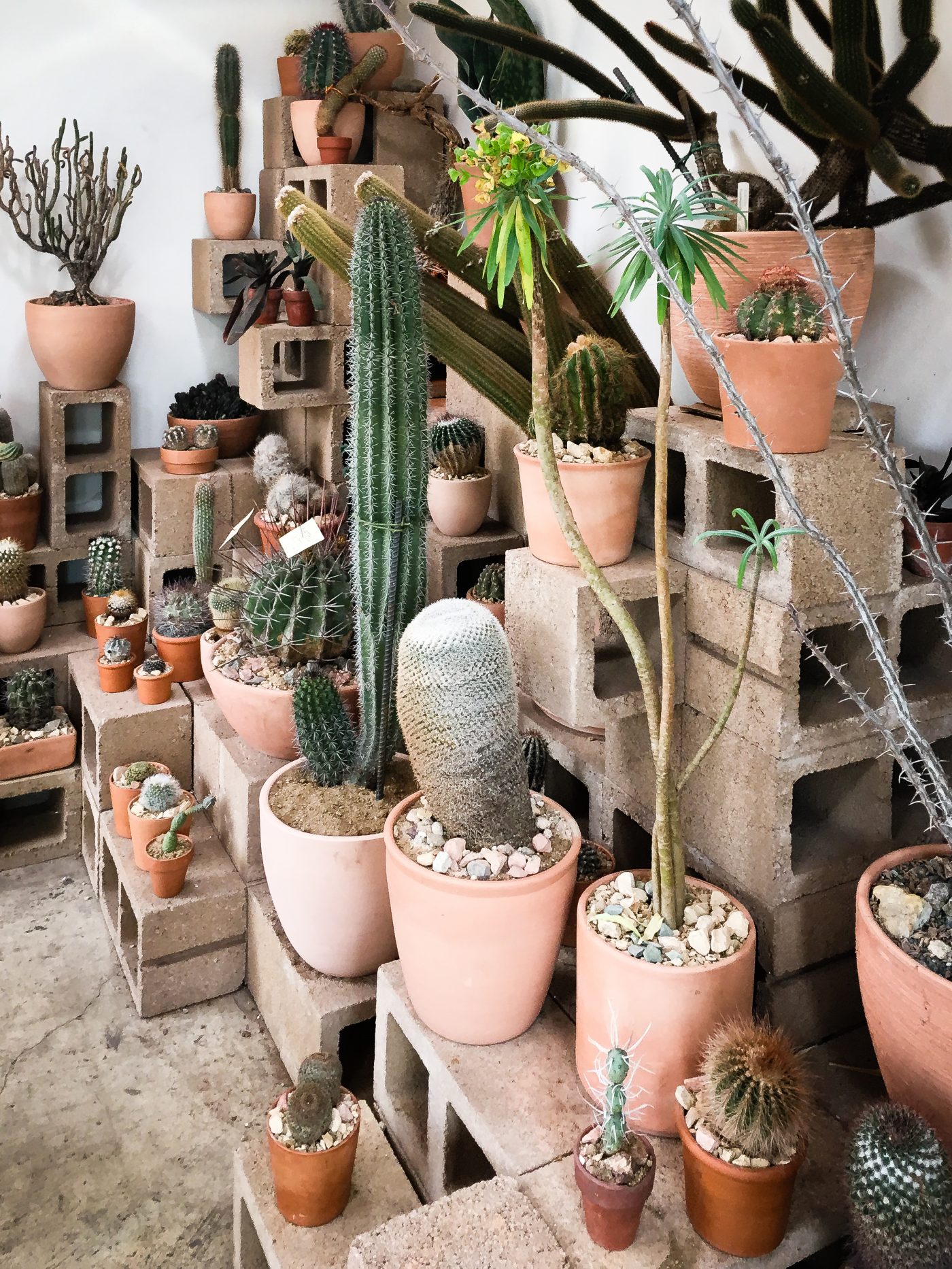 Cactus Store | Sibylle.life